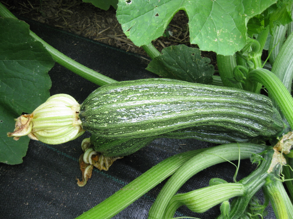 SQUASH 'Costata Romanesco' - Austin Plant Nursery – Lone Star Nursery