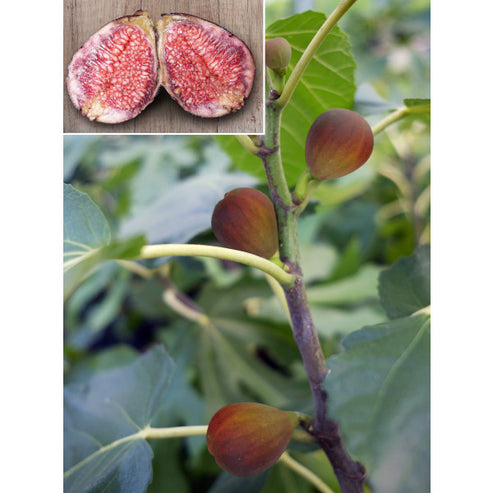 FIG 'Beer's Black' --Ficus carica-- - Gardening Delivery – Lone Star ...
