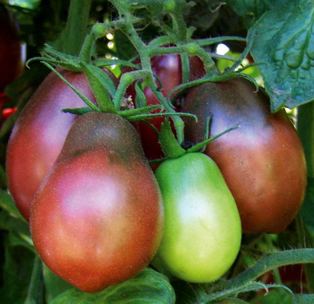 TOMATO 'Evan's Purple Pear' - Plant Delivery Elgin – Lone Star Nursery