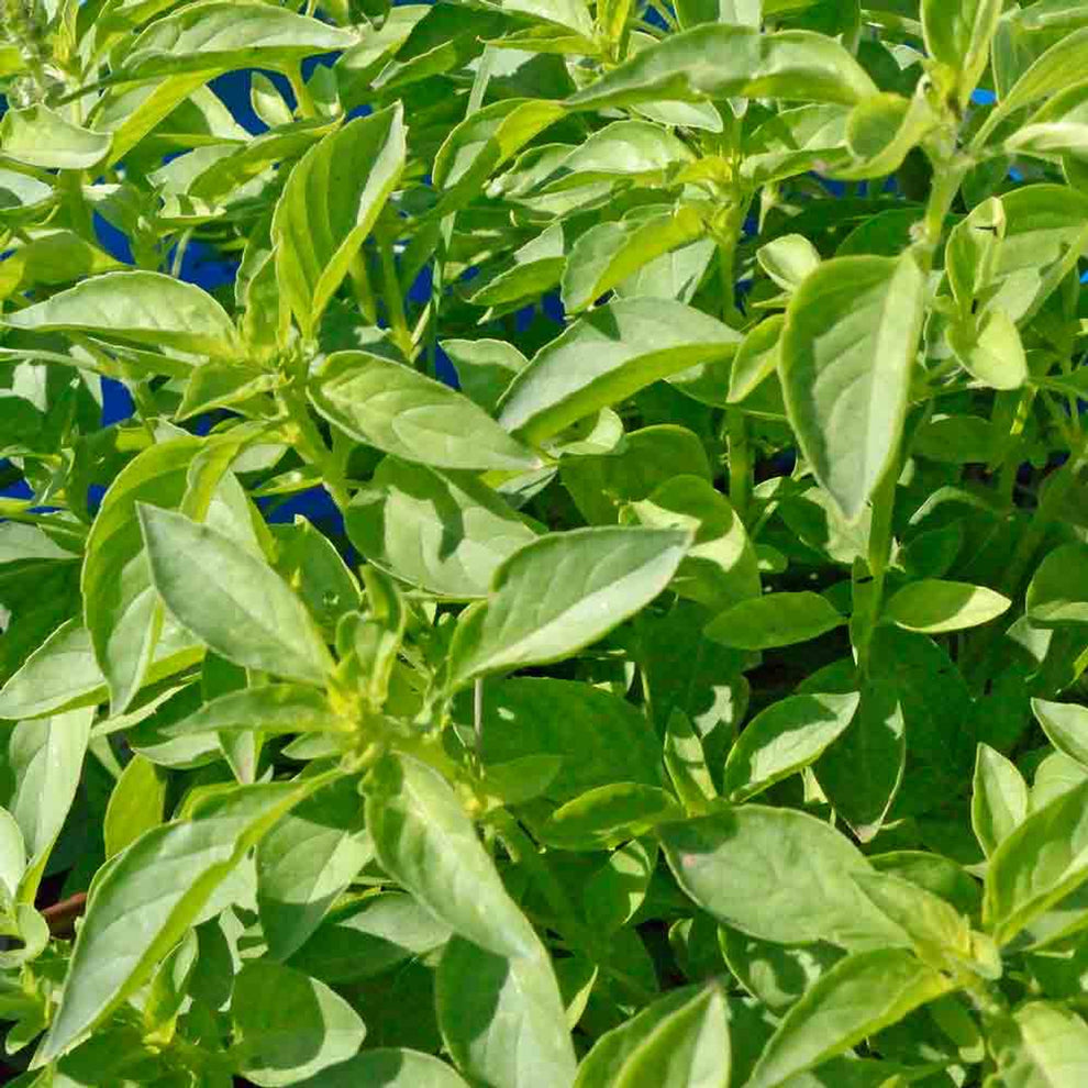 BASIL 'Lime' --Ocimum americanum-- - Nursery San Marcos – Lone Star Nursery