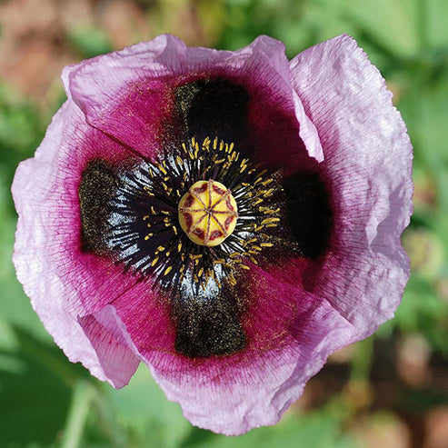 POPPY 'Pepperbox' - Plant Delivery Pflugerville – Lone Star Nursery