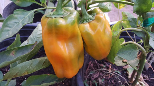PEPPER 'Yellow Monster' - Plant Delivery Austin – Lone Star Nursery