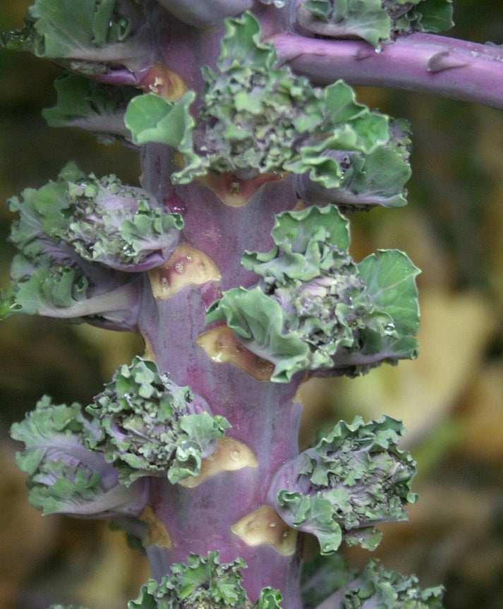 BRUSSELS SPROUT 'Fall Stars' - Nursery Pflugerville – Lone Star Nursery