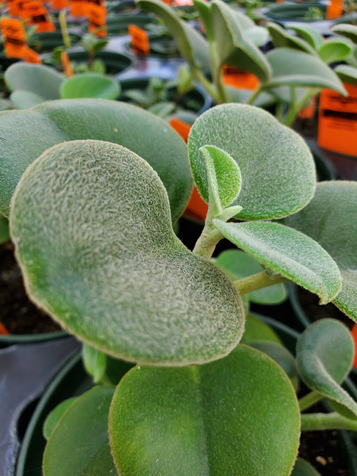 Peperomia incana --Felted Pepperface-- - Nursery Delivery – Lone Star ...