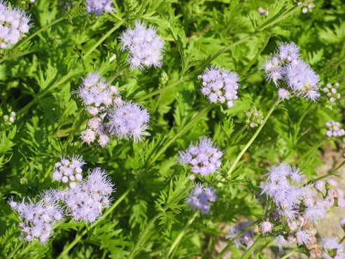 Conoclinium greggii --Gregg's Blue Mistflower-- - Plant Delivery – Lone ...