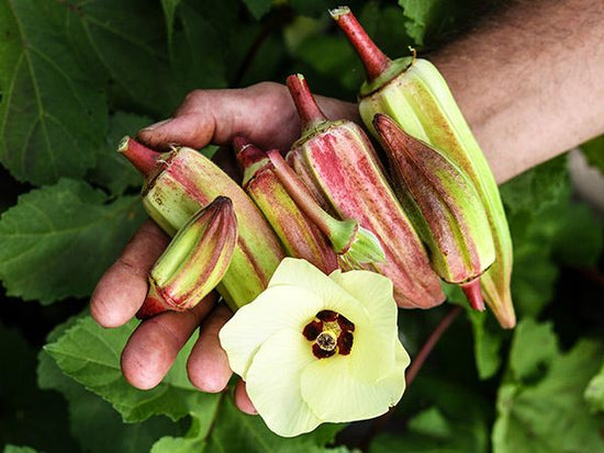 OKRA 'Alabama Red' - Plant Delivery Georgetown – Lone Star Nursery