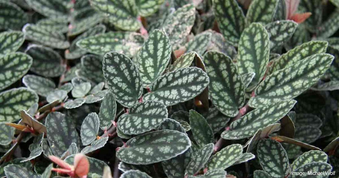 Procris repens --Polynesian Ivy-- – Lone Star Nursery