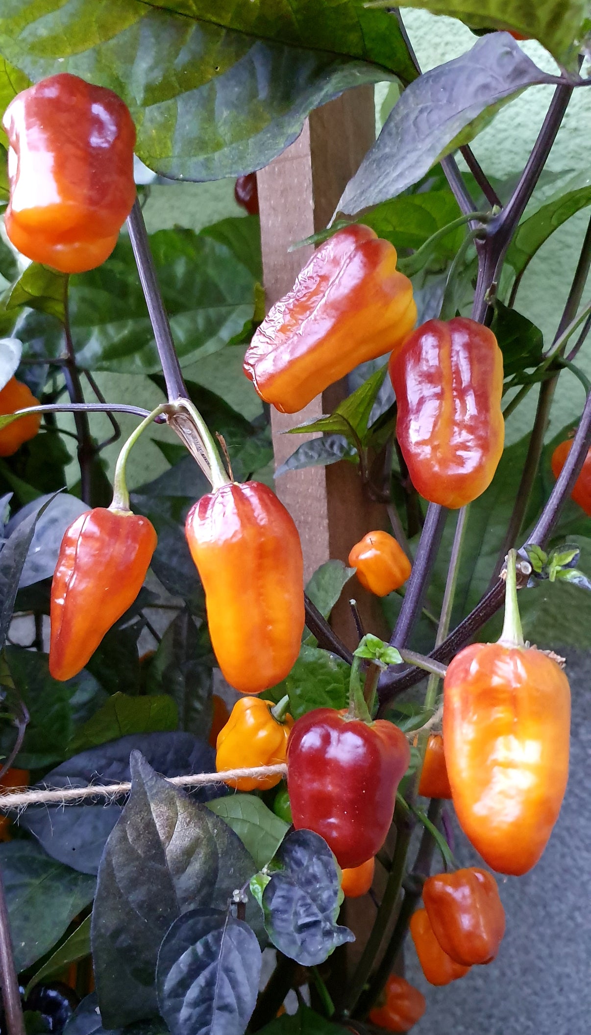 PEPPER 'Puma' - Plant Delivery Dripping Springs – Lone Star Nursery