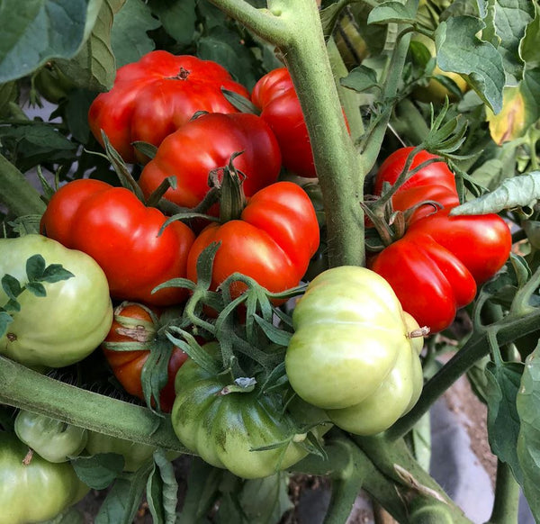 TOMATO 'Rosso Sicilian' - Plant Delivery Taylor – Lone Star Nursery