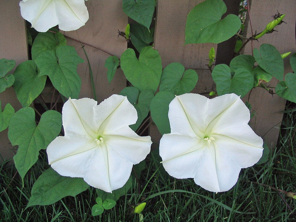 MORNING GLORY 'Night-Blooming' --Calonyction acu - Lone Star Gardening ...