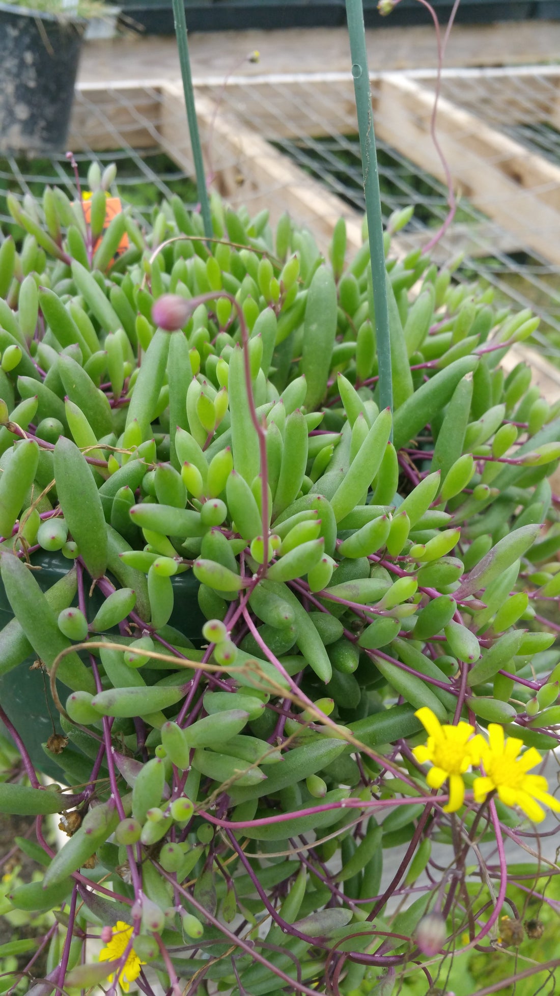 Othonna capensis 'Ruby Necklace' - Nursery Round Rock – Lone Star Nursery