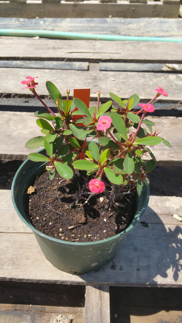 Euphorbia milii --Dwarf Crown of Thorns-- - Lone Star Plants – Lone ...