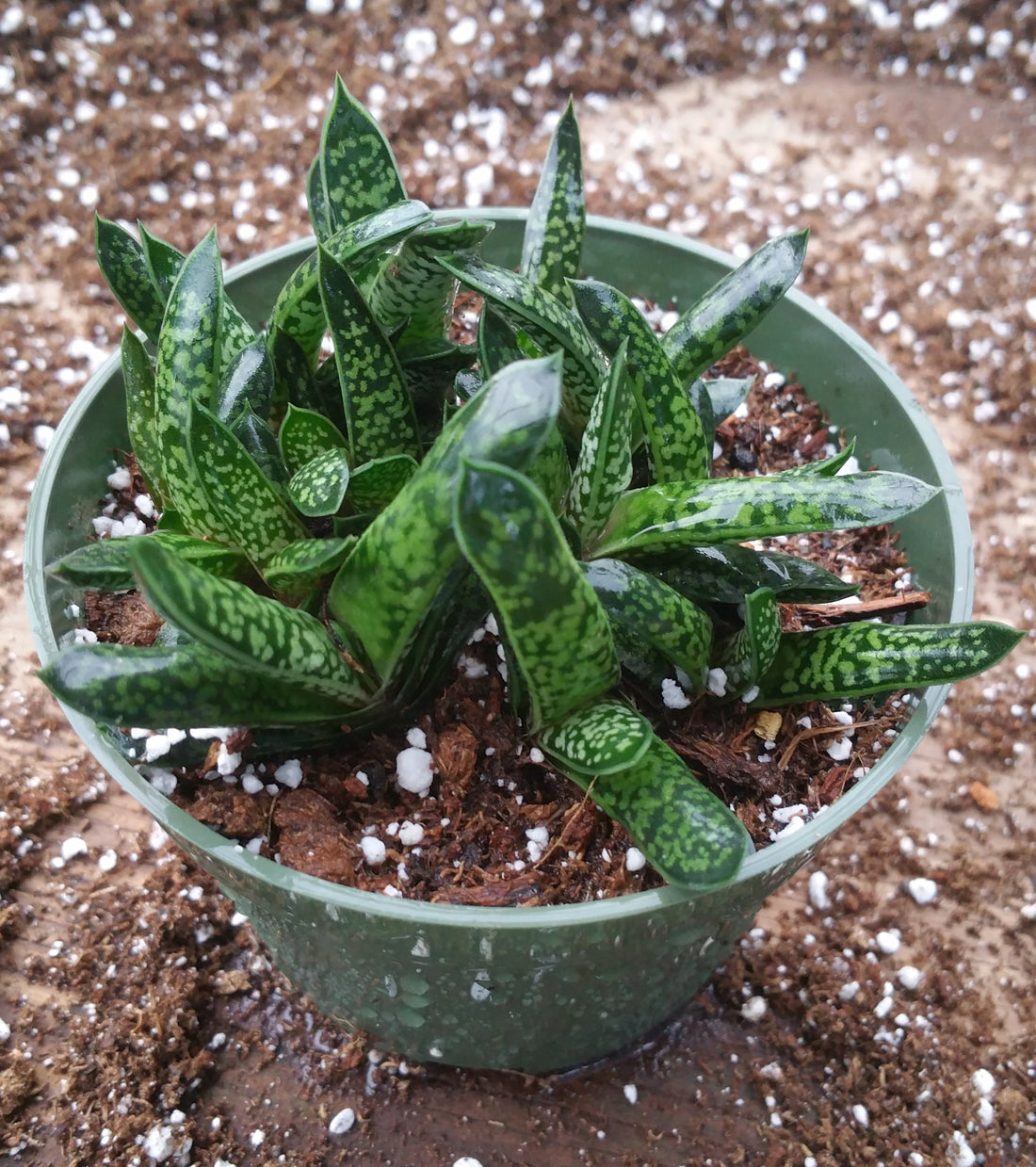 Gasteria bicolor var. liliputana --Dwarf Ox Tongue-- - Plant Nursery ...