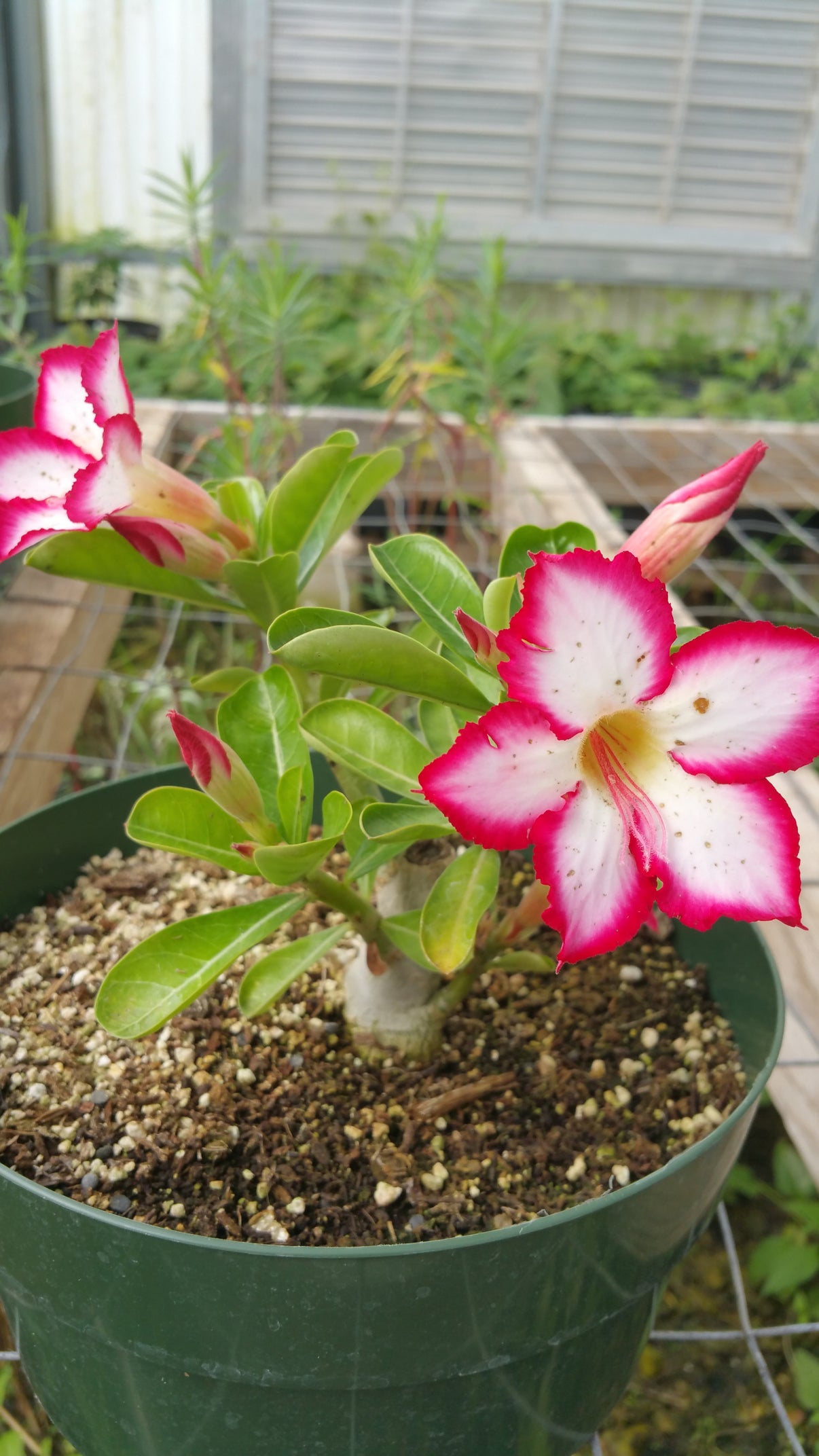 Adenium obesum --Red Picotee Desert Rose-- - Local Nurseries – Lone ...