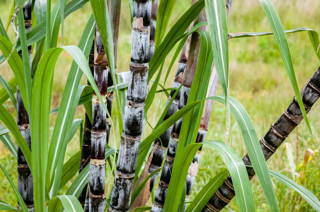 SUGAR CANE 'Hardy' --Saccharum arundinaceum-- - Nursery Taylor – Lone ...