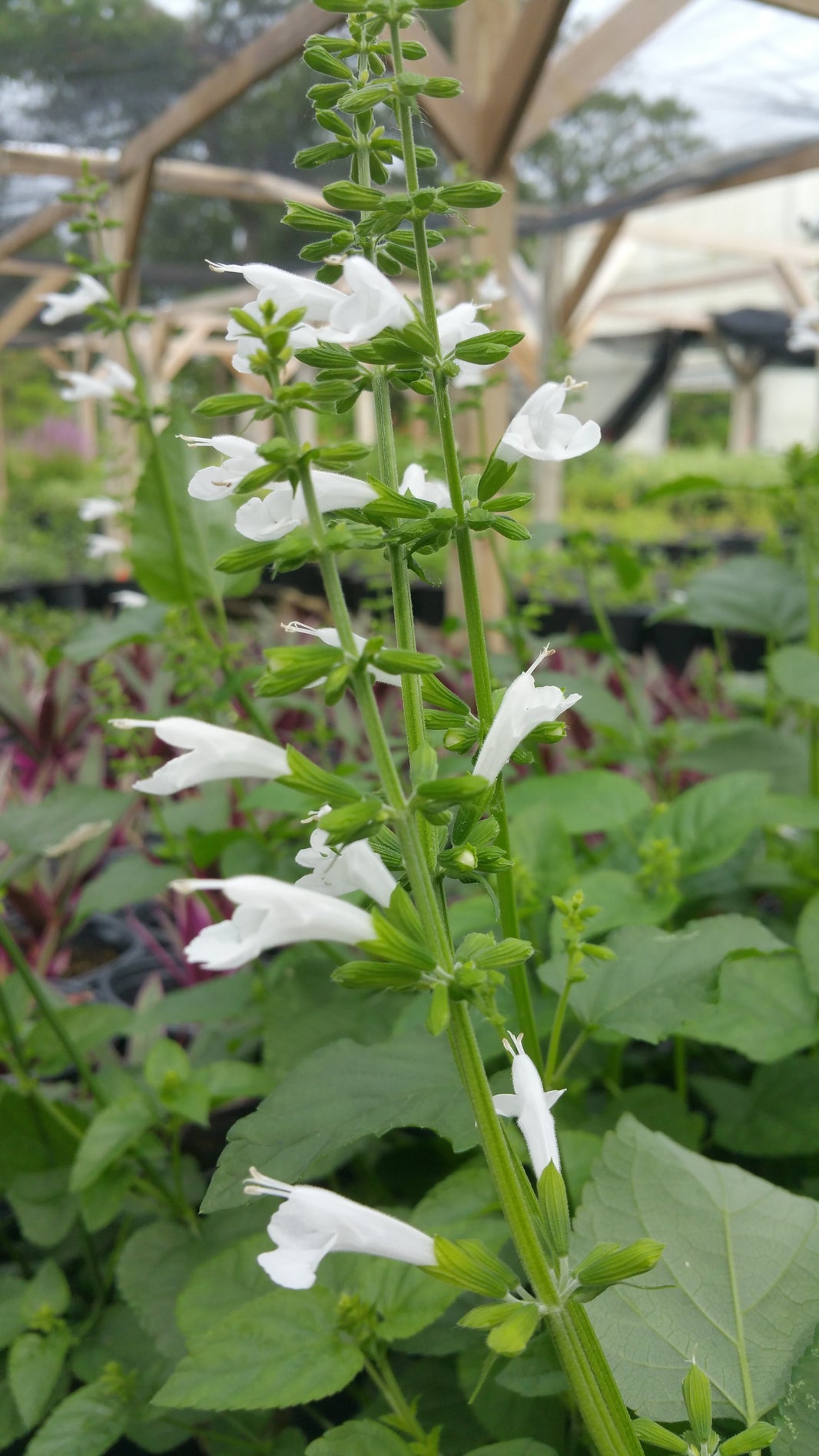 Native Perennials – Lone Star Nursery